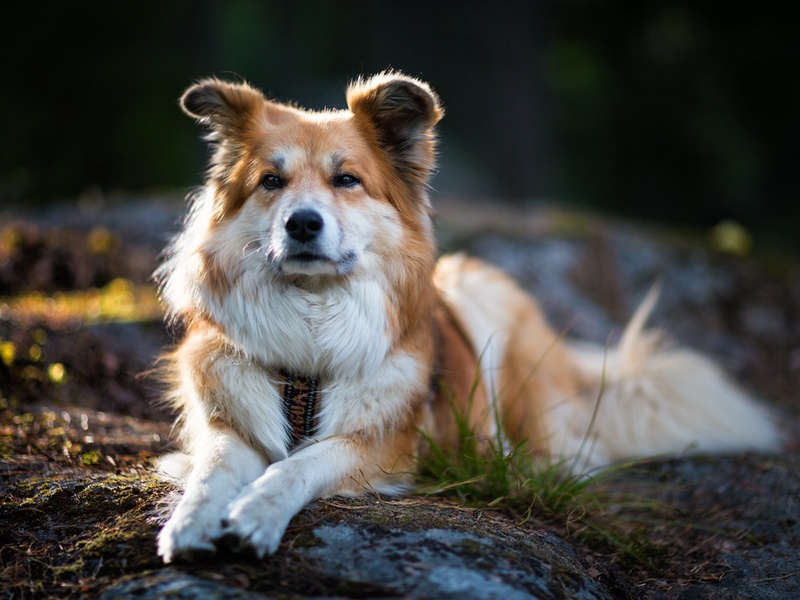 The Complete List of Orange Dog Breeds - Flora Fauna Fun