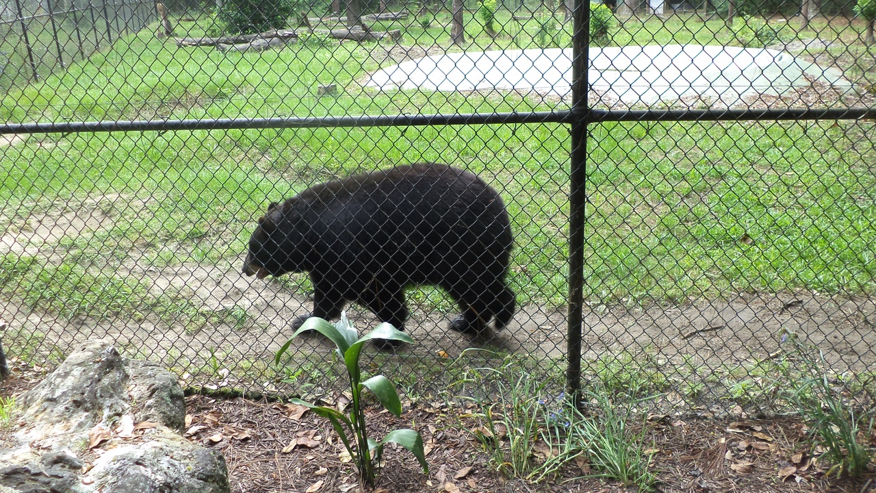 Top 10 Remarkable Wildlife of Georgia - Flora Fauna Fun