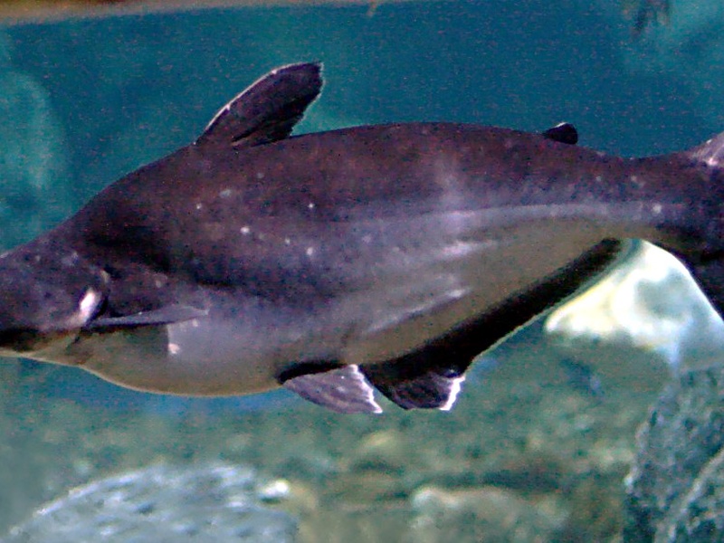 Fish of Thailand: The Complete List - Flora Fauna Fun