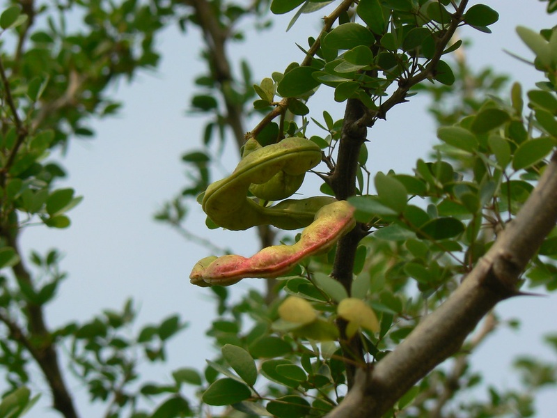 List of Myanmar Native Plants - Flora Fauna Fun