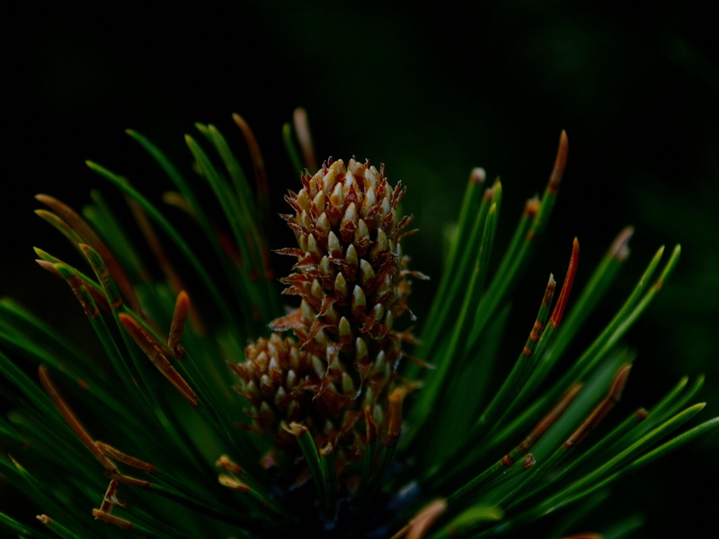 List of Myanmar Native Plants - Flora Fauna Fun