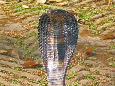 Dangerous Animals In Vietnam: The Complete List - Flora Fauna Fun