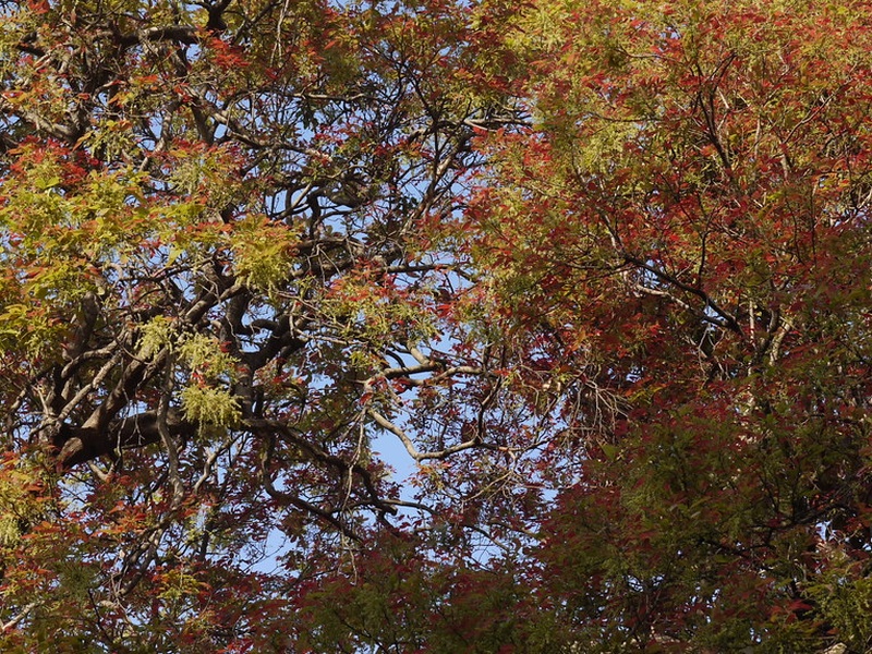 List of Trees of Nepal - Flora Fauna Fun