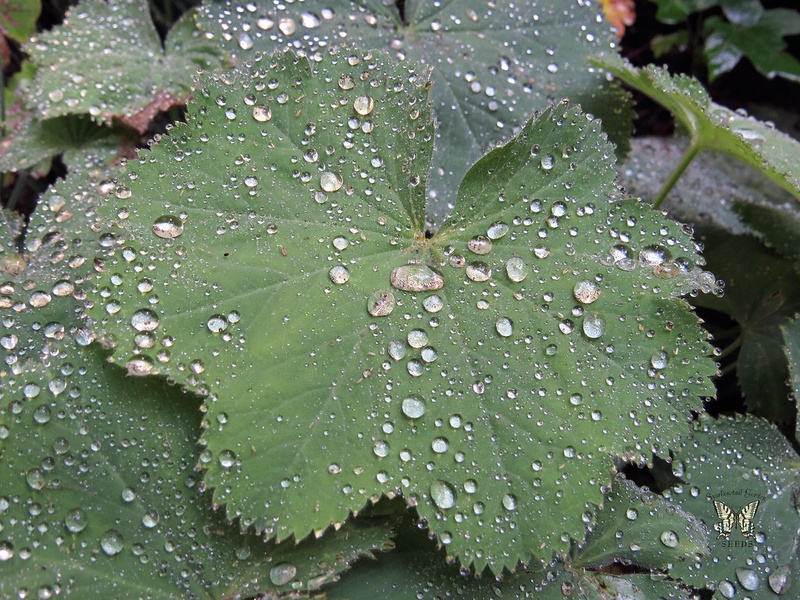 Flowers of Austria: The Complete List - Flora Fauna Fun