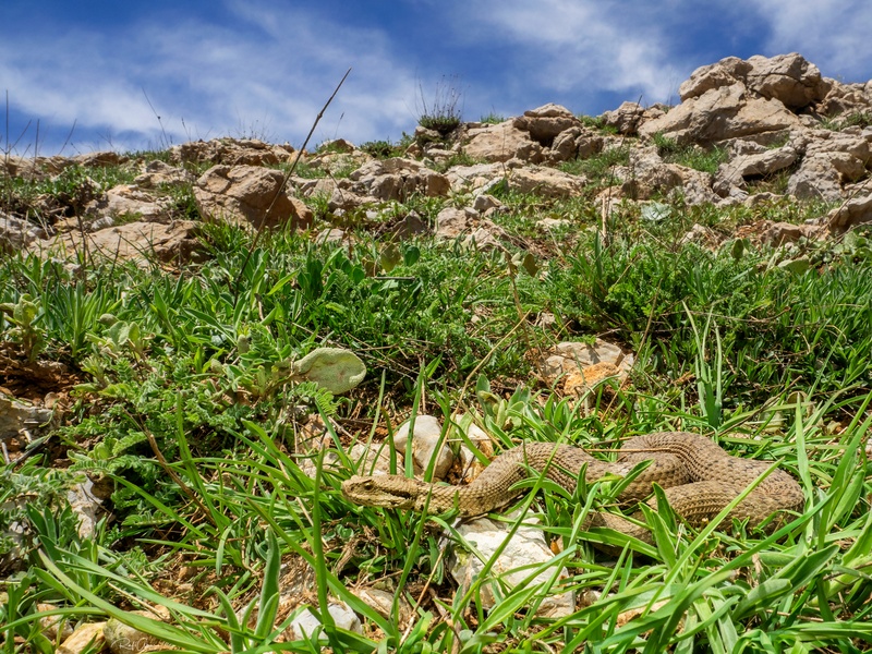 Rare Animals in Lebanon: The Complete List - Flora Fauna Fun