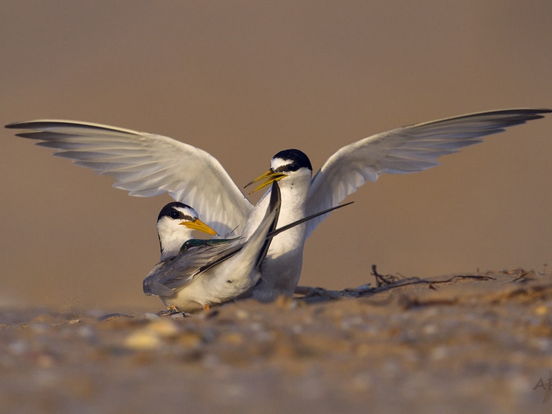 The Complete List of Birds of Morocco - Flora Fauna Fun