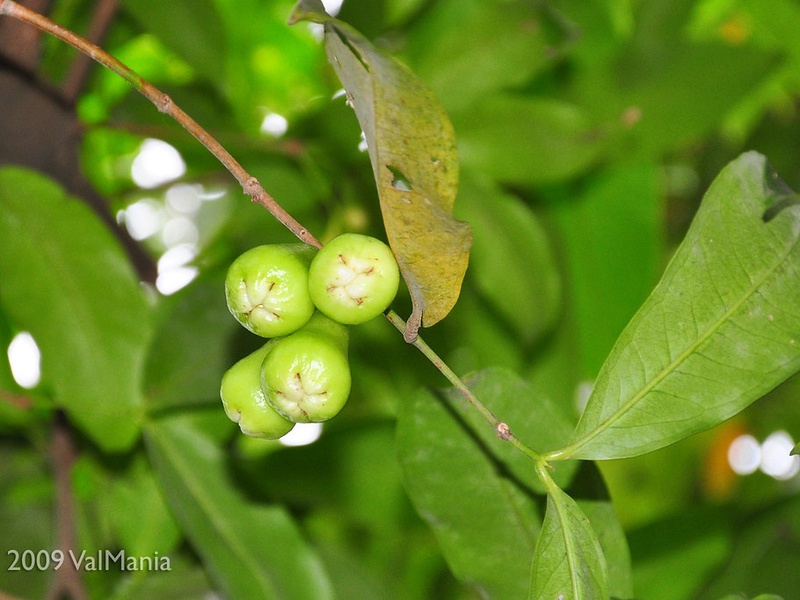 Fruits of the Philippines: The Complete List - Flora Fauna Fun