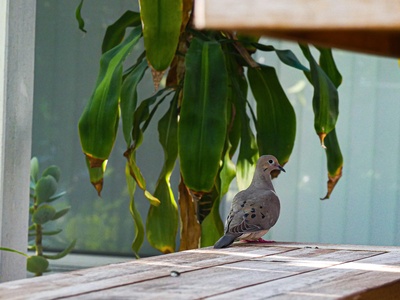 Rare Animals in Portugal: The Complete List - Flora Fauna Fun