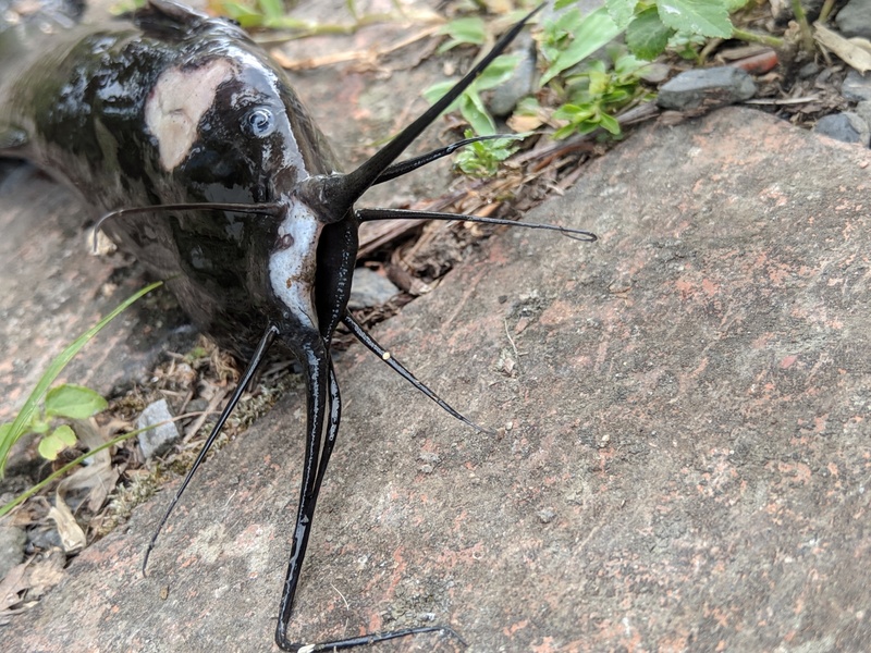 Fish of Bangladesh: The Complete List - Flora Fauna Fun