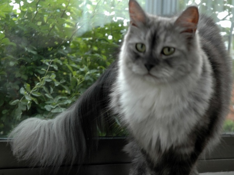 Large Black Cat Breeds: The Complete List - Flora Fauna Fun