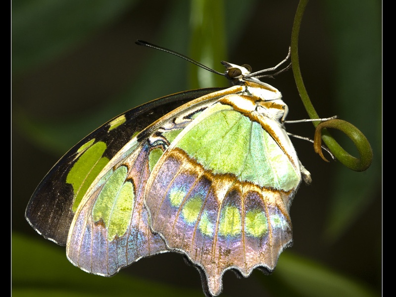 List of Colorful Insects - Flora Fauna Fun