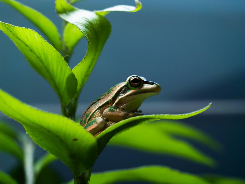 Palestine's Native Animals: The Complete List - Flora Fauna Fun
