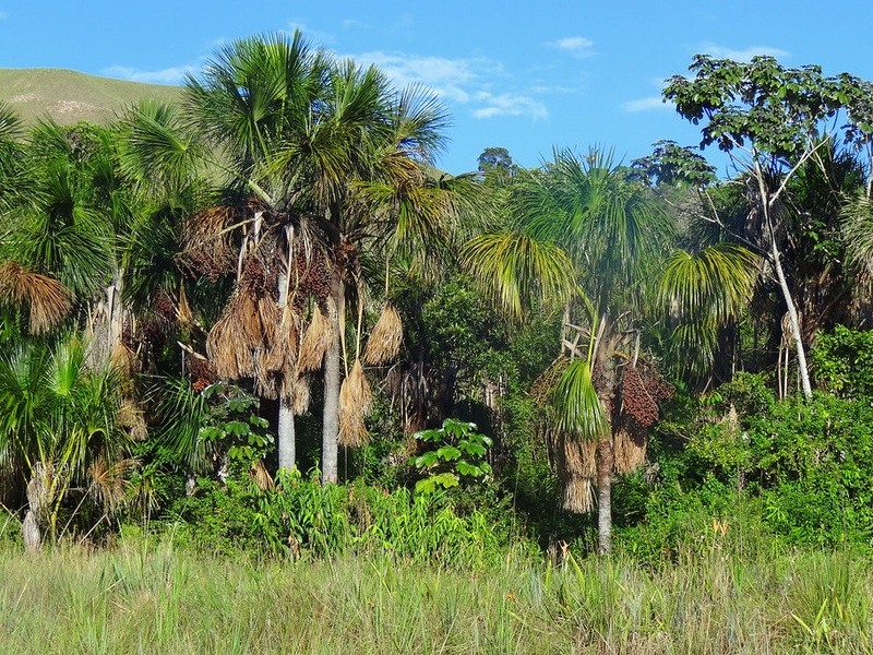 List of Swamp Trees - Flora Fauna Fun