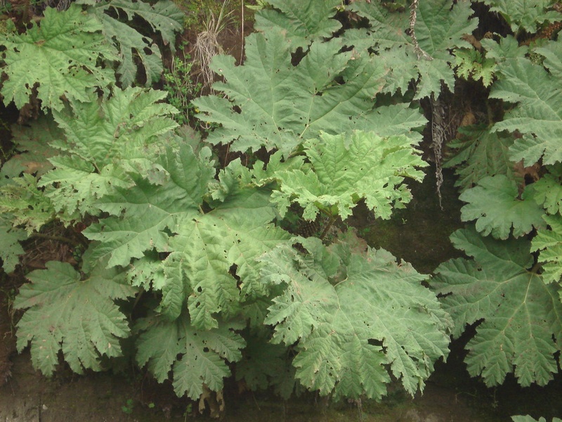 List of Chile's Native Plants - Flora Fauna Fun