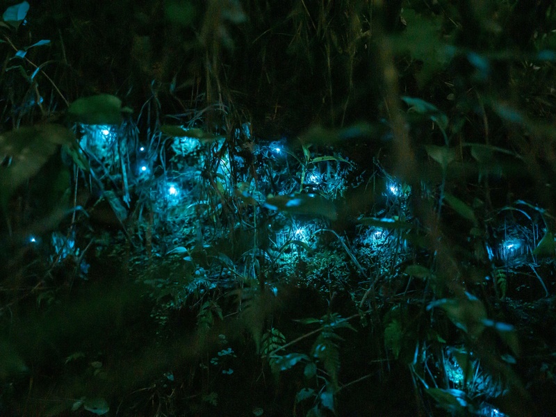 List of Bioluminescent Insects - Flora Fauna Fun