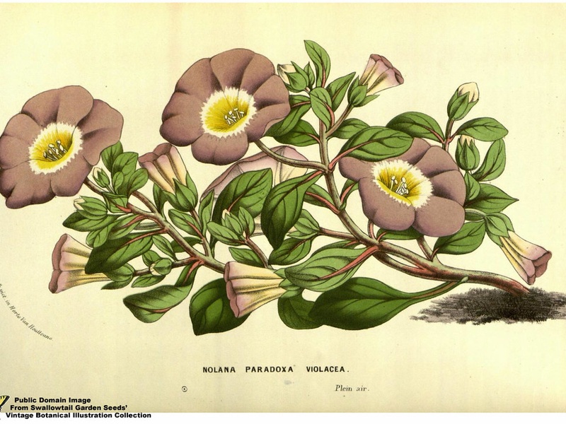 List of Chile's Native Plants - Flora Fauna Fun