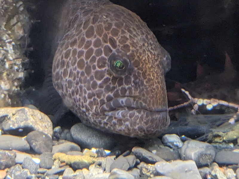 The Complete List of Arctic Sea Creatures - Flora Fauna Fun