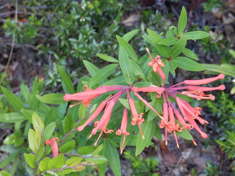 List of Chile's Native Plants - Flora Fauna Fun
