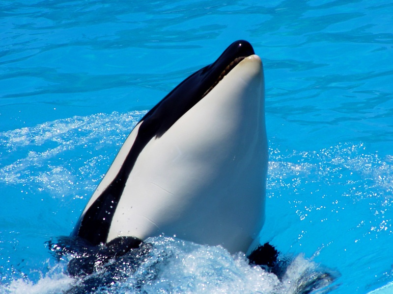 The Complete List of Arctic Sea Creatures - Flora Fauna Fun