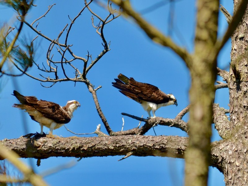 Birds of Qatar: The Complete List - Flora Fauna Fun