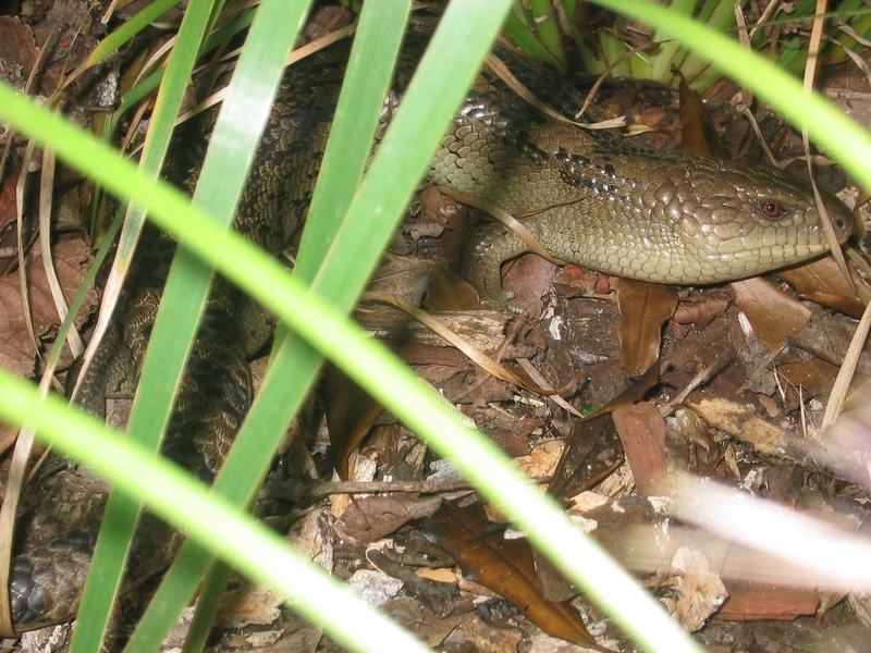 List of Tonga's Native Animals - Flora Fauna Fun