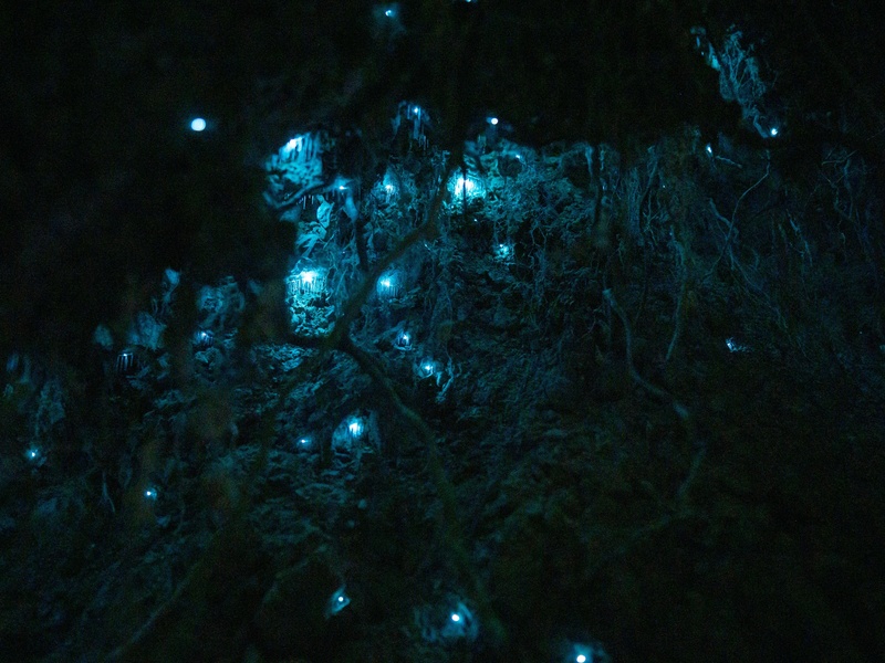 List of Blue Trees - Flora Fauna Fun