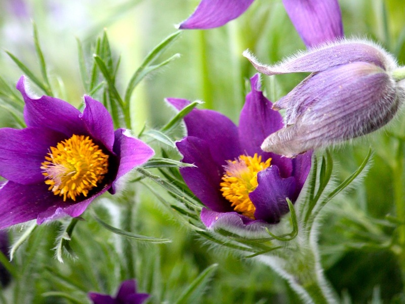 List of Eurasian Steppe Plants - Flora Fauna Fun