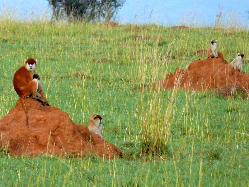 List of Togo's Native Animals - Flora Fauna Fun
