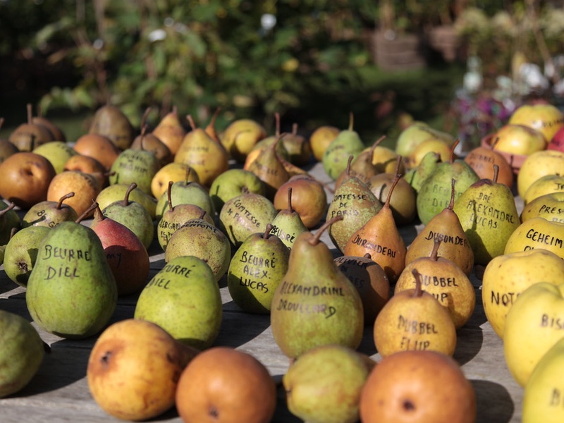 The Complete List of Fruits of Iran - Flora Fauna Fun