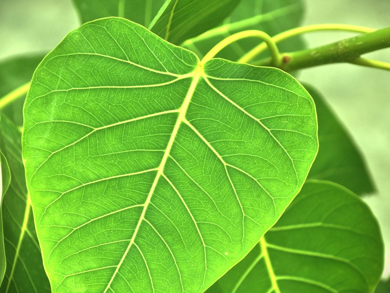 List of Trees of Nepal - Flora Fauna Fun