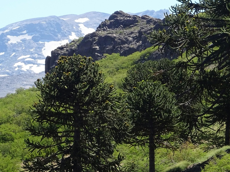 List of Chile's Native Plants - Flora Fauna Fun