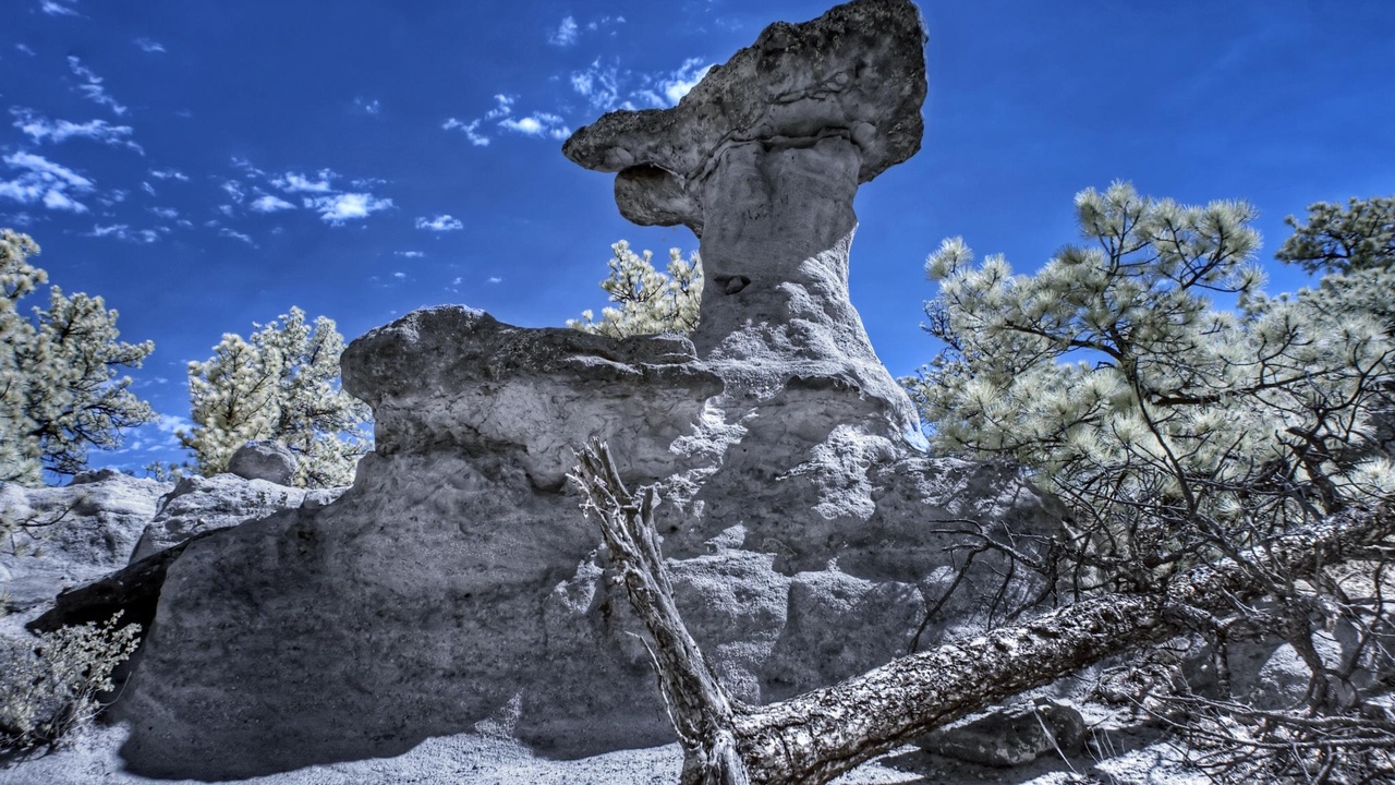 10 Signs of Photosynthesis Problems - Flora Fauna Fun