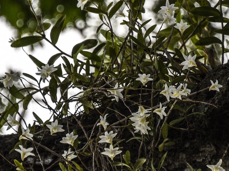 List of Cambodia's Native Plants - Flora Fauna Fun