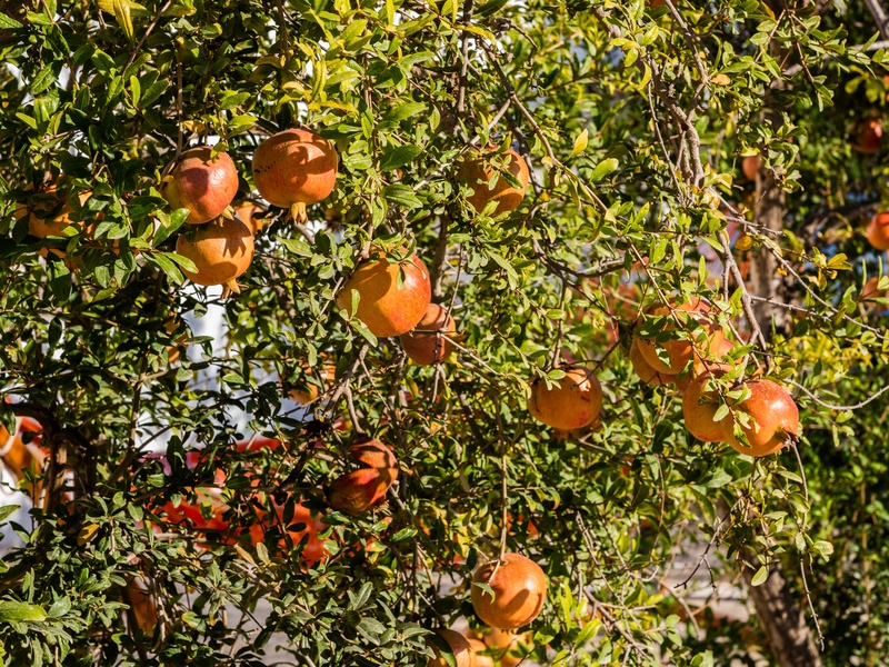 The Complete List of Fruits of Iran - Flora Fauna Fun
