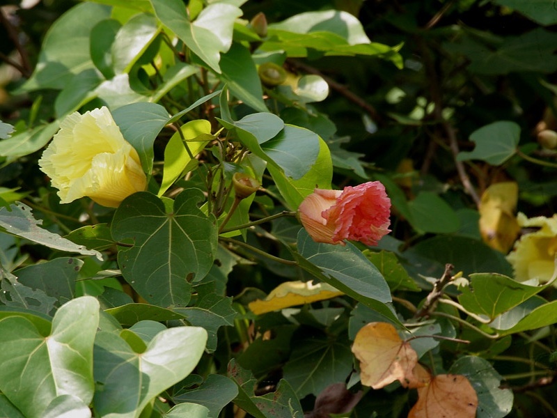 List of Flowers of the Solomon Islands - Flora Fauna Fun