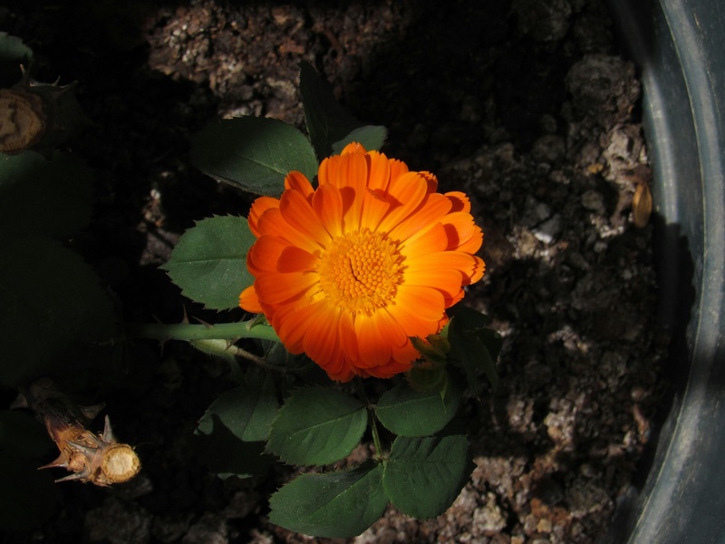 The Complete List of Orange Flowers - Flora Fauna Fun