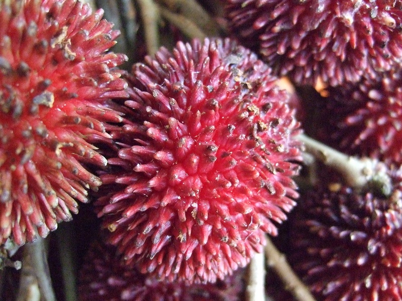 Fruits of the Philippines: The Complete List - Flora Fauna Fun
