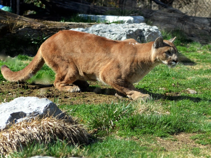 Mexico's Native Animals - Flora Fauna Fun
