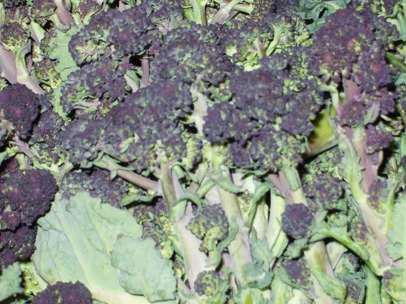 The Complete List of Purple Vegetables - Flora Fauna Fun