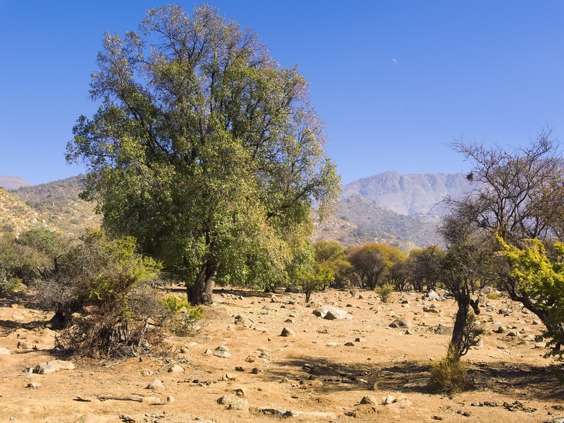 List of Chile's Native Plants - Flora Fauna Fun