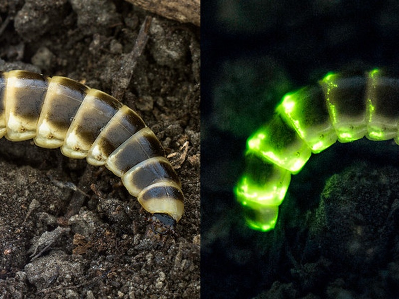 List of Bioluminescent Insects - Flora Fauna Fun