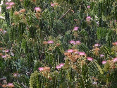 The Complete List of Trees of São Tomé and Príncipe - Flora Fauna Fun