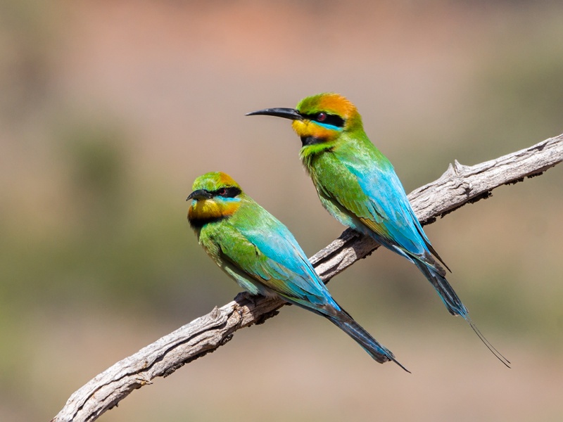 Colorful Birds: The Complete List - Flora Fauna Fun
