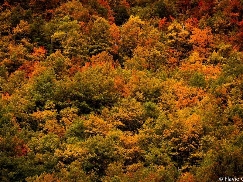 List of Chile's Native Plants - Flora Fauna Fun