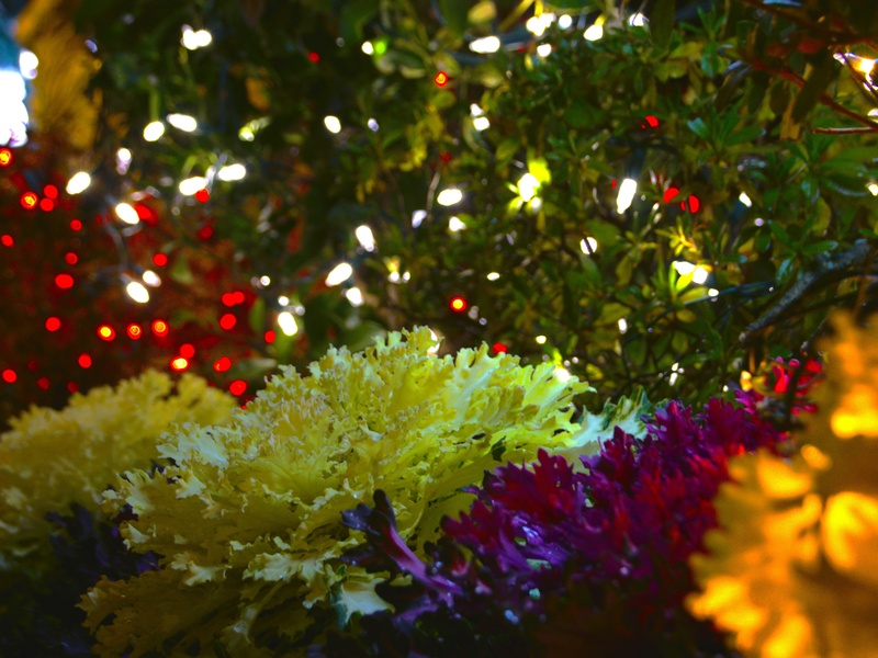 The Complete List of Purple Vegetables - Flora Fauna Fun