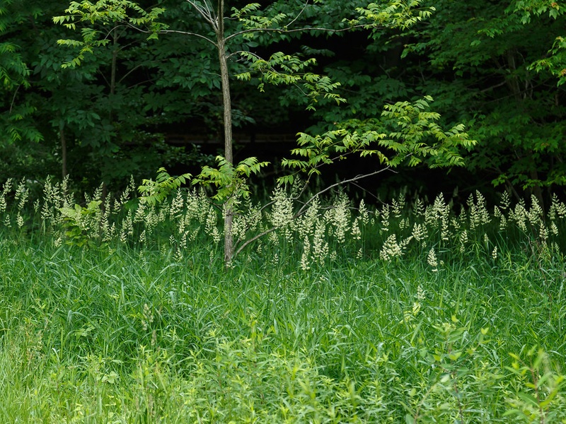 Invasive Species in Wisconsin: The Complete List - Flora Fauna Fun