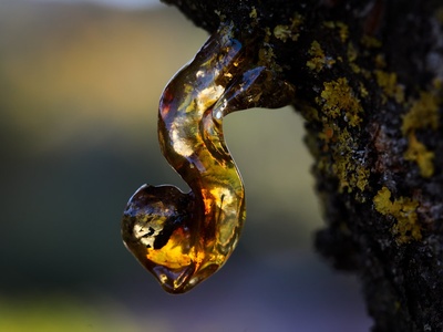 List of African Savanna Trees - Flora Fauna Fun