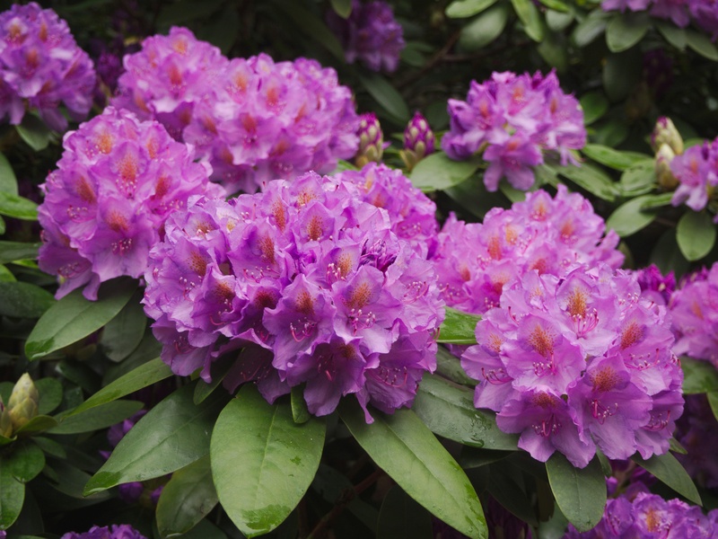 List of Myanmar Native Plants - Flora Fauna Fun