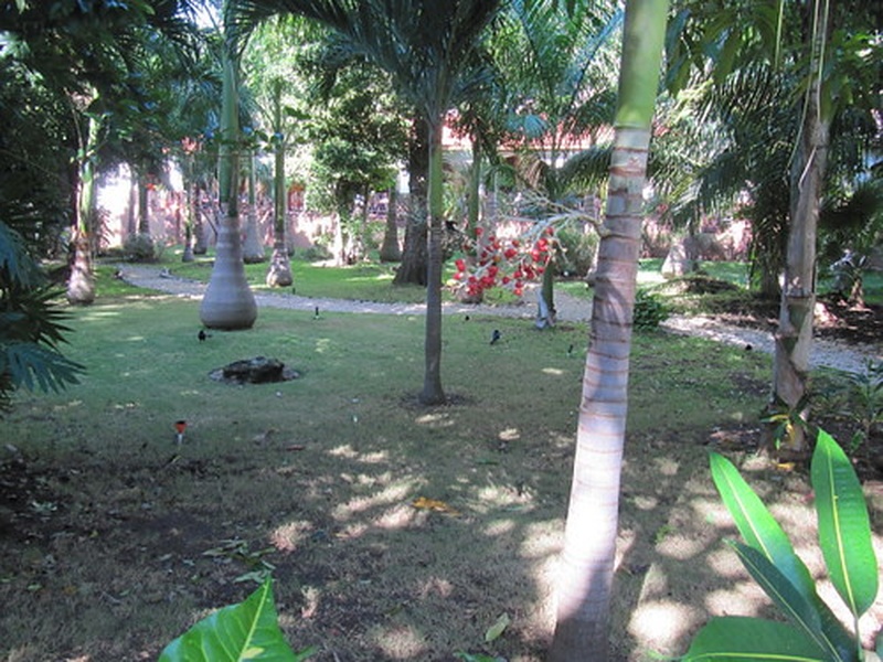 The Complete List of Trees of Barbados - Flora Fauna Fun