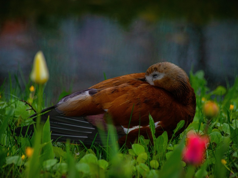 Birds of Qatar: The Complete List - Flora Fauna Fun